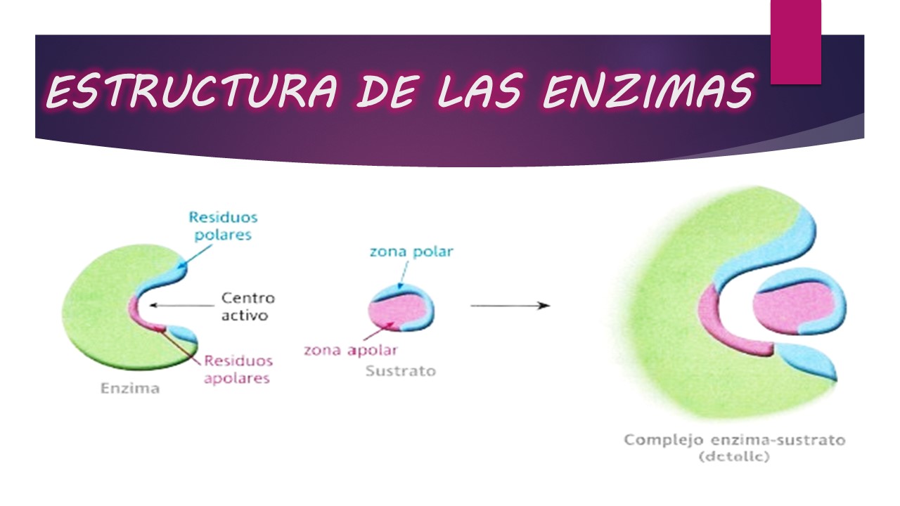 Bioquímica: Estructuras de enzimas y holoenzimas