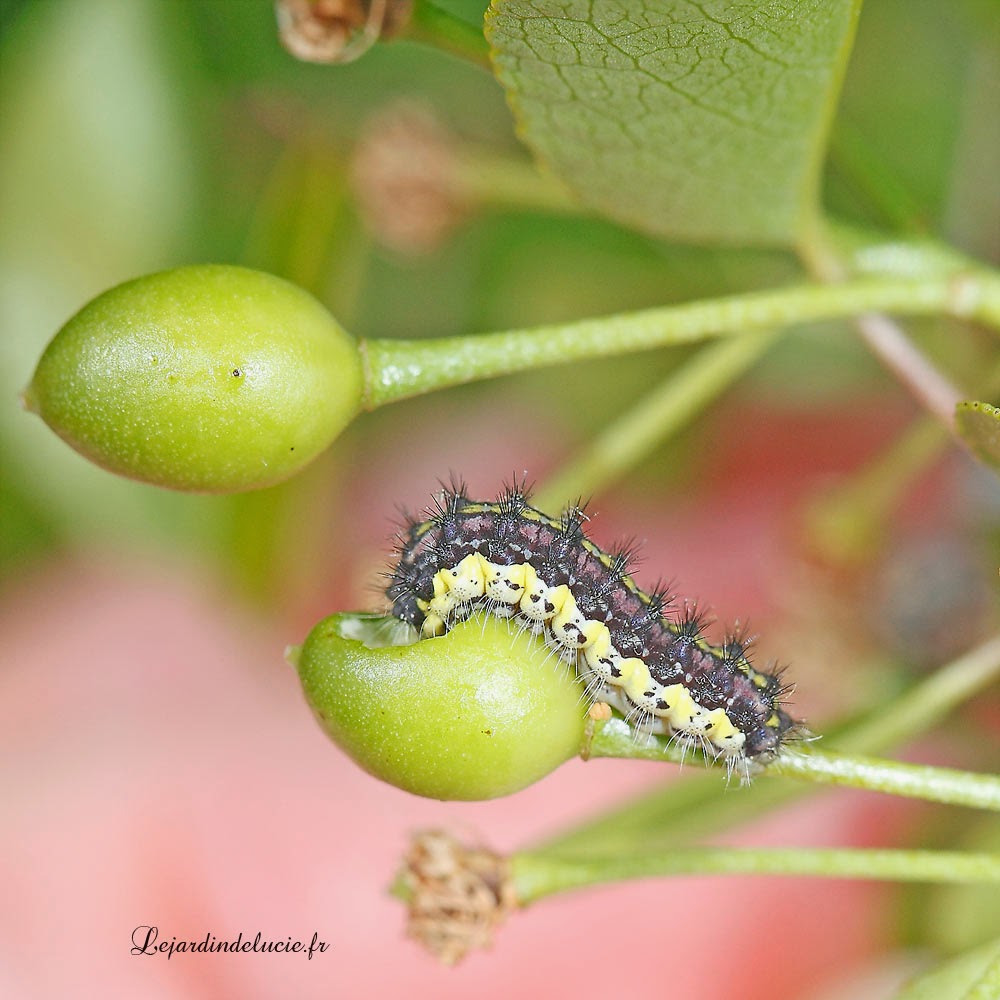 Aglaope infausta, la Zygène des épines, l’Aglaope des haies