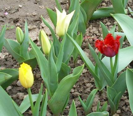 Din natură: Laleaua