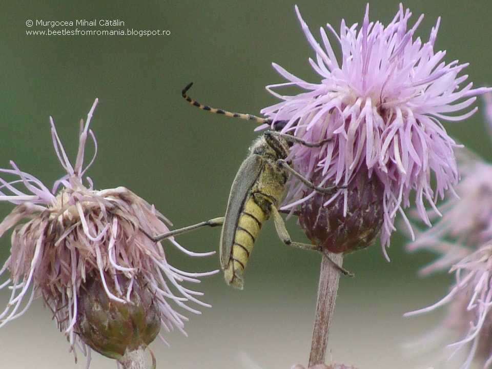 Beetles from Romania: 2016