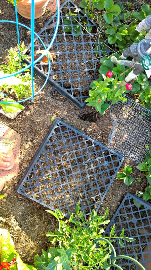 Sunny Simple Life: Intensive Gardening Step One