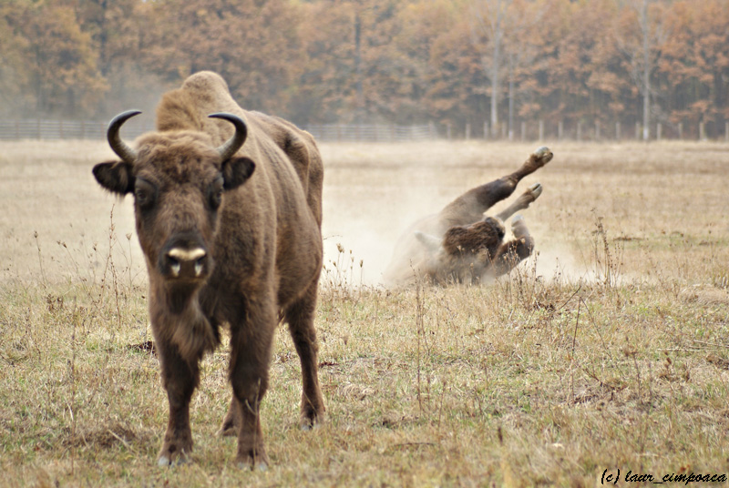 (c)Photography beyond words,poze,fotografii,photo from Romania: Zimbri ...