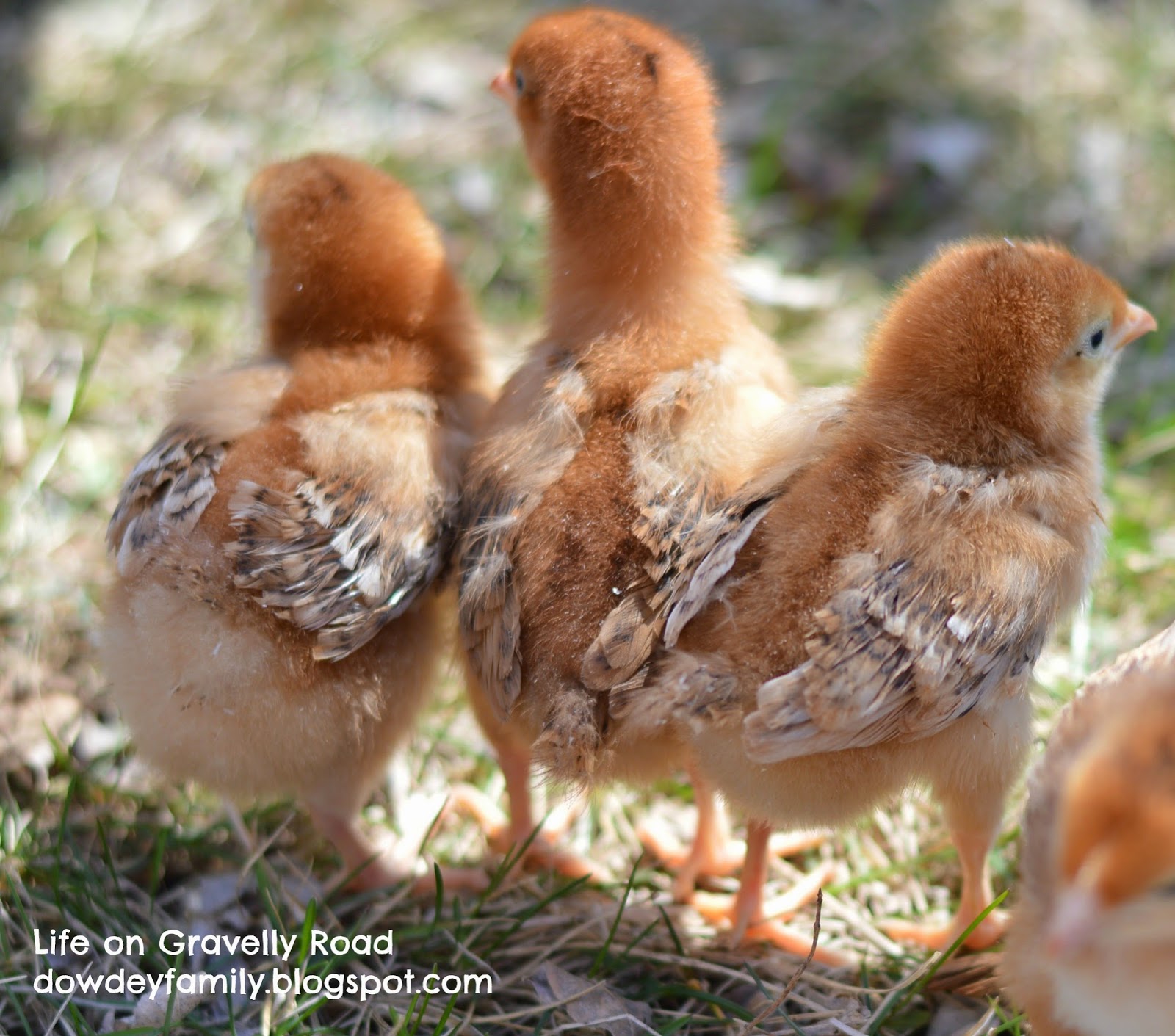 Life on the Gravelly Road: Baby Chick Time