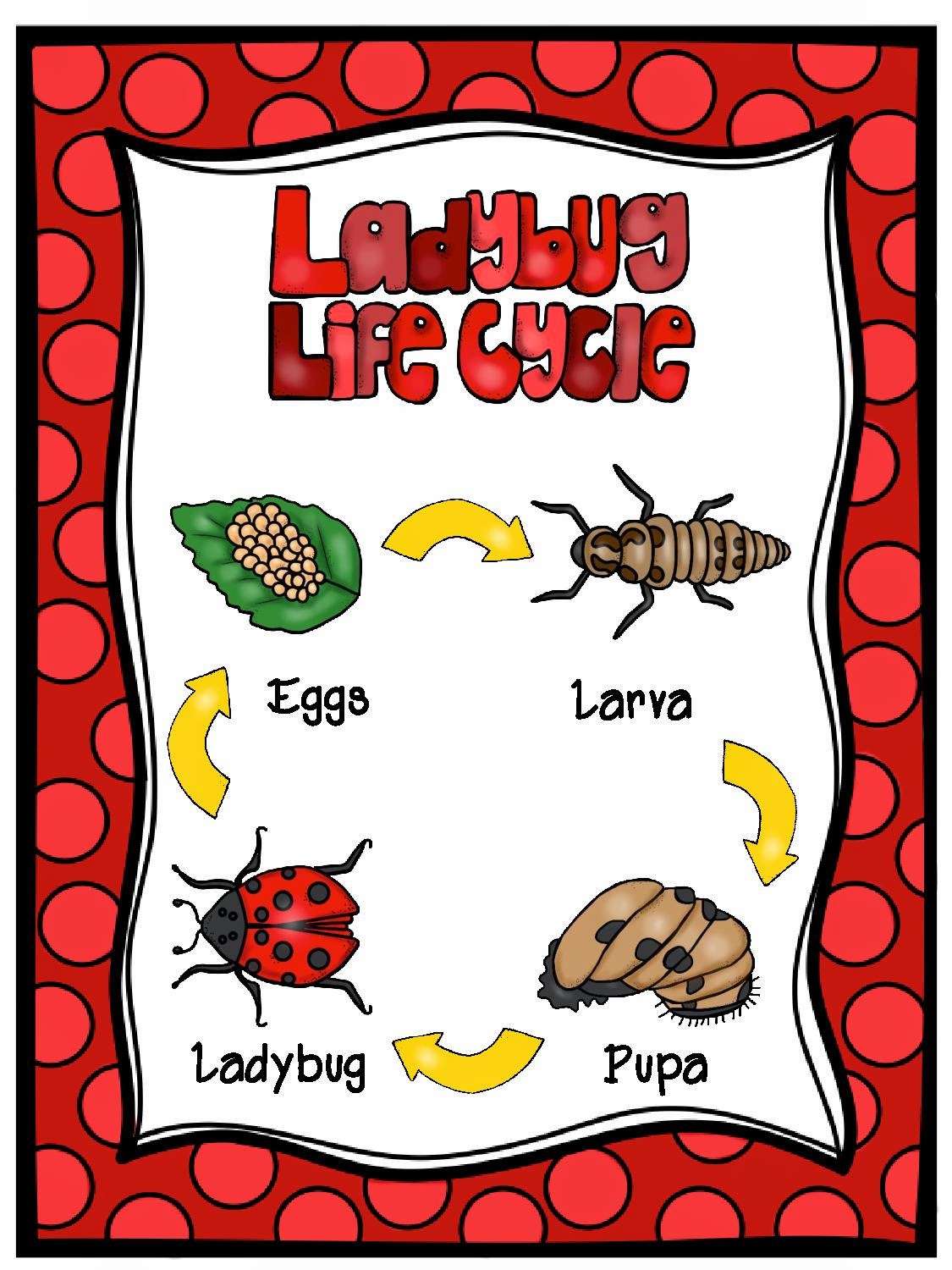 Ladybug Ladybug Fly Away Home! | Hillary's Teaching Adventures