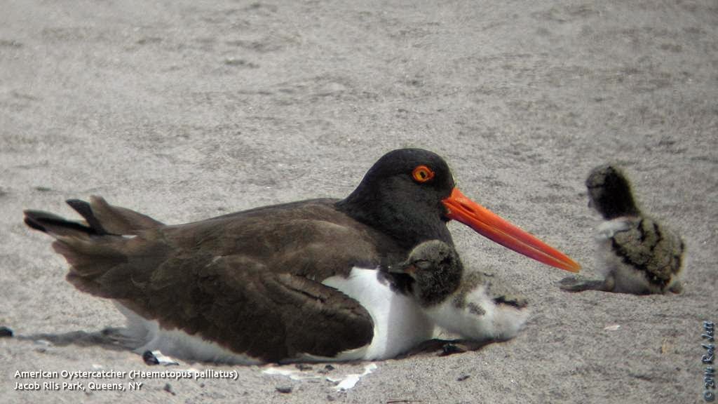 The City Birder: Brooklyn Birding in June