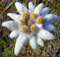 Edelweiss Bunga Abadi Dari Gunung