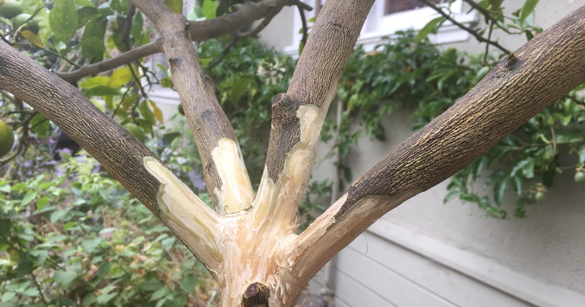 The Citrus Guy: Please Help My Citrus Tree!!