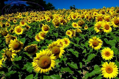 Tradisional Sehat: Khasiat Bunga Matahari