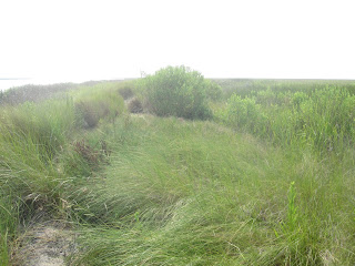 6 Generations: A Morning Paddle and a Lesson in Marsh Preservation