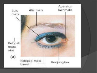 Berpendidikan luas Itu enak: Bagian-Bagian Mata Beserta Fungsinya
