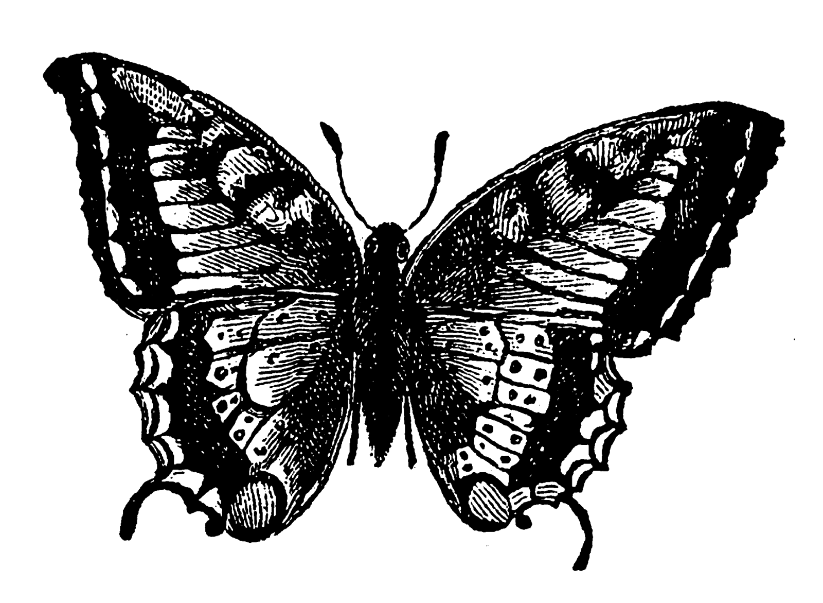 Digital Stamp Design: Free Digital Insect Butterfly Caterpillar Clip ...