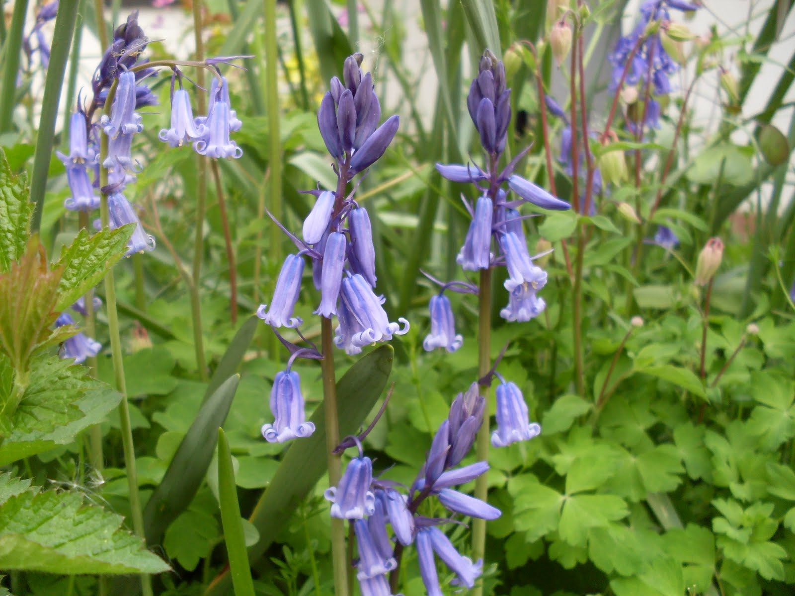 gillyflower: Flower Photos