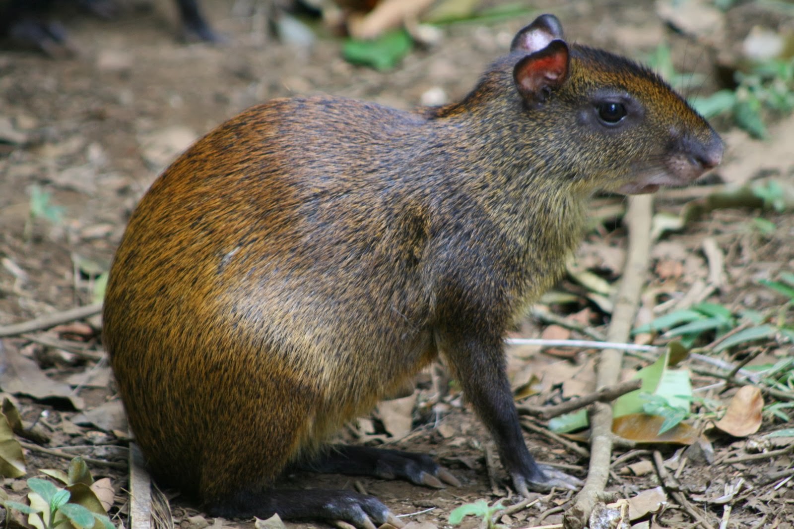 together but apart: Mamíferos de Nicaragua 1