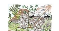 El Blog de 7º- La Profe Ana: LOS CAZADORES DE RATAS - Horacio Quiroga