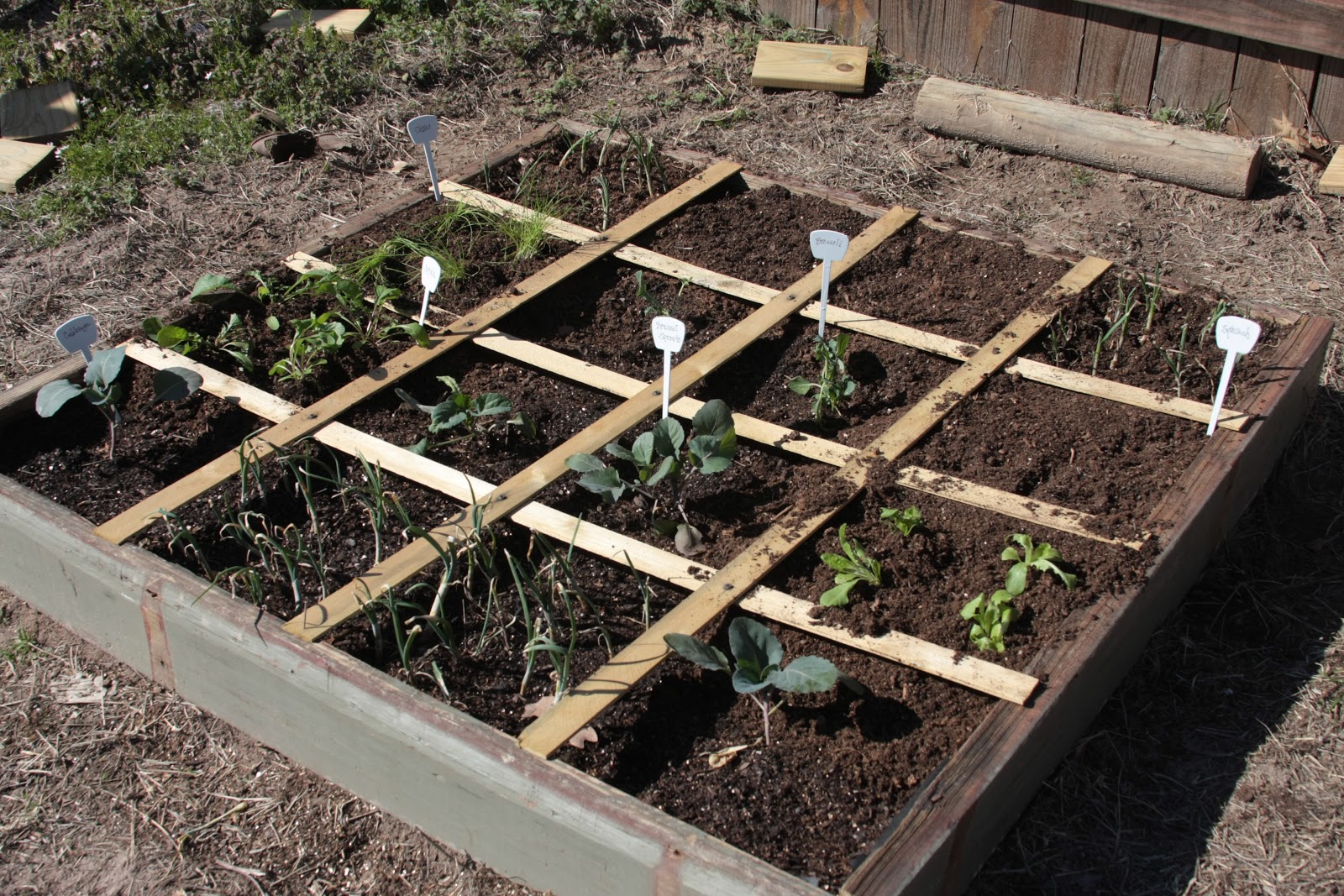 My Square Foot Garden Journal: Planting Early Spring Crops