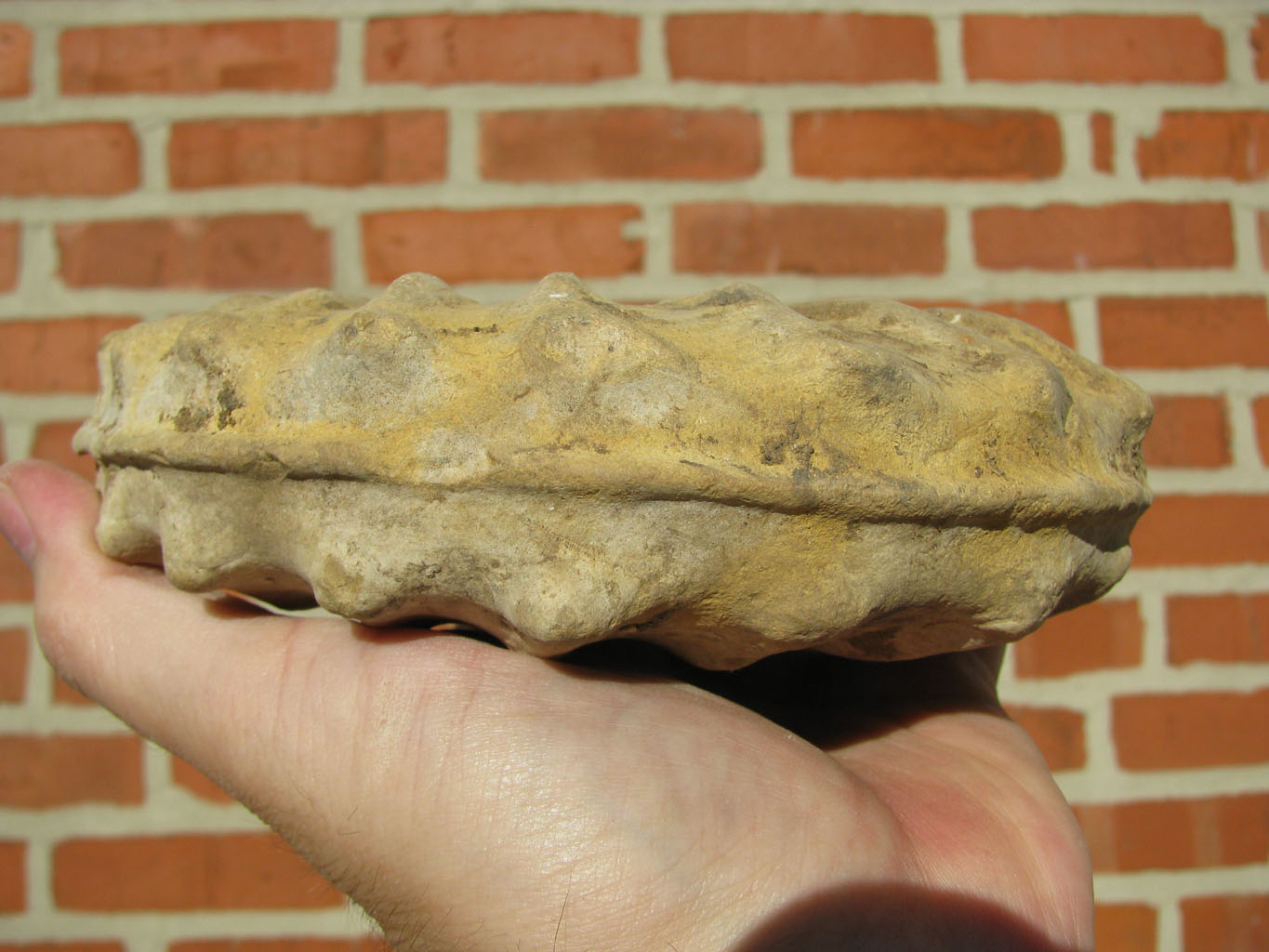 Views of the Mahantango: Mortoniceras sp. ammonite from the Duck Creek ...
