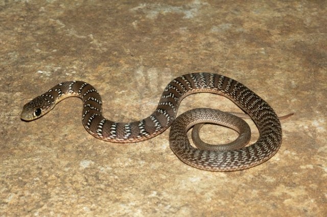 Reptile Research and Conservation Trust Of India: 30 Species Of Indian ...