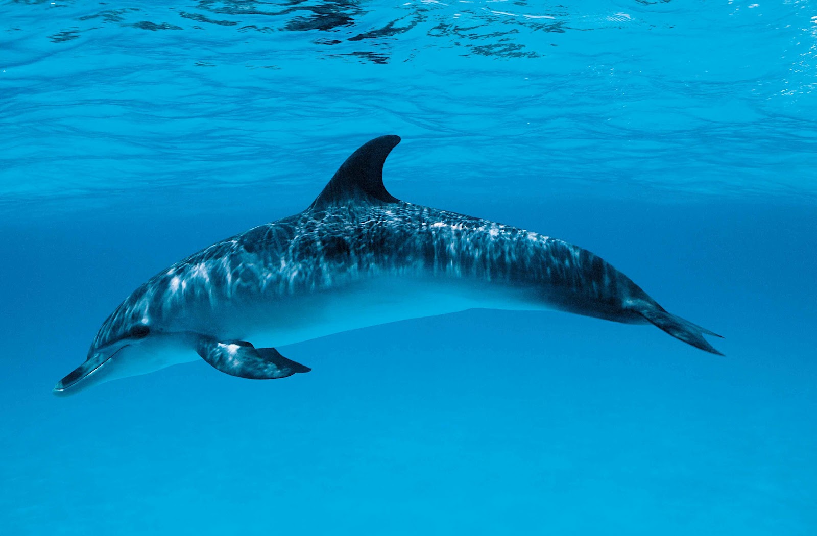 Conociendo a los animales: El Delfin