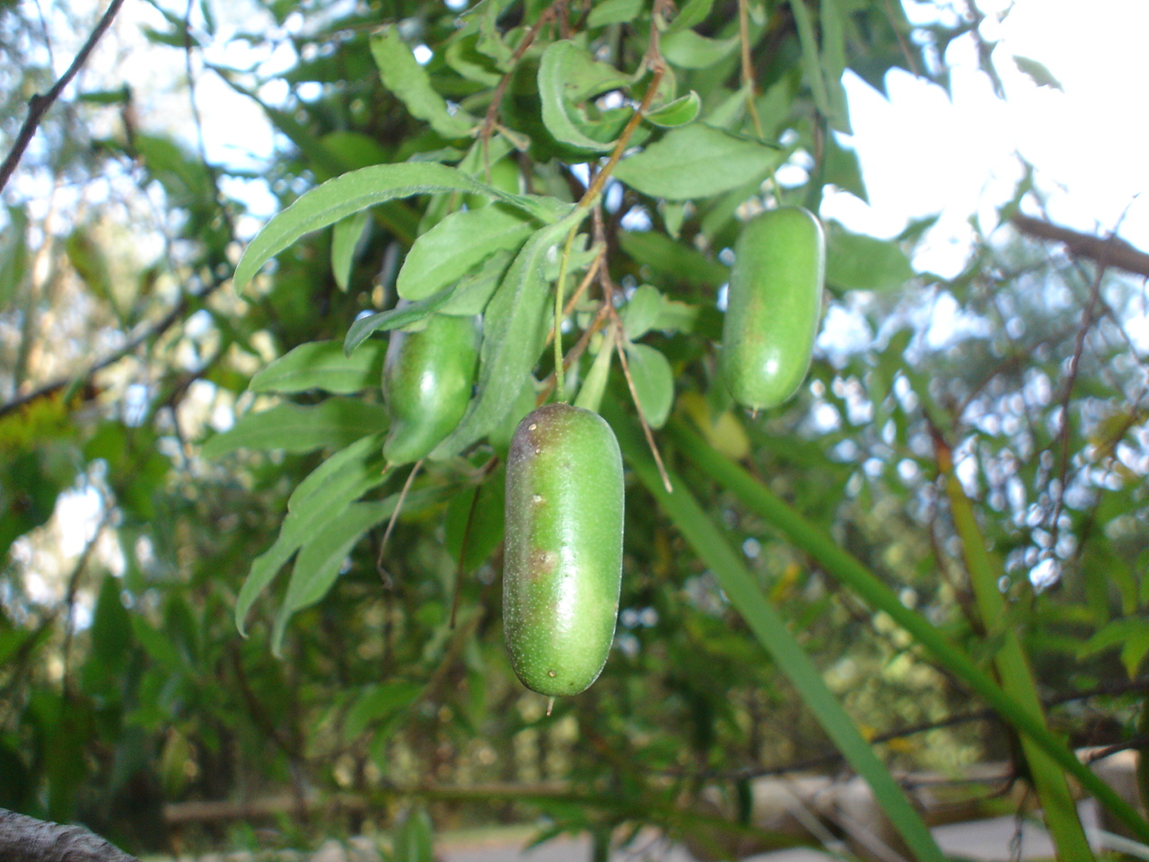 Bushfoods & Survivial Plants: Apple Berry - Billardiara species