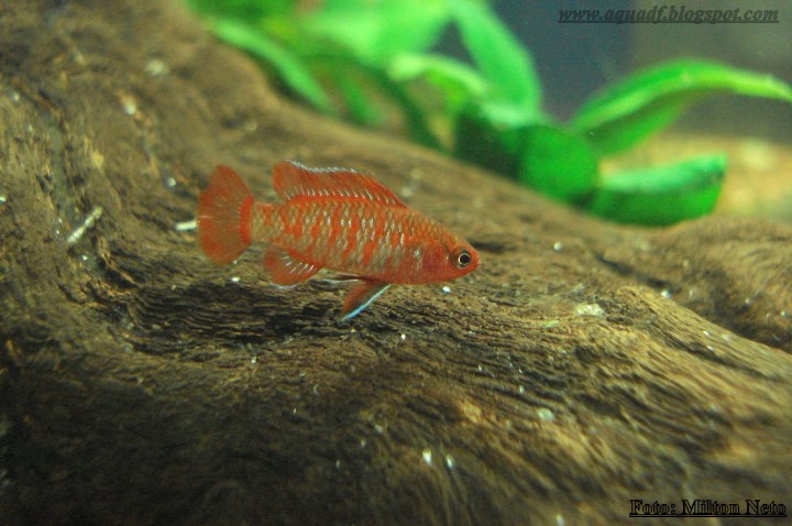 AquaDF - Aquarismo Responsável.: Badis Vermelho, Scarlet Badis (Dario ...