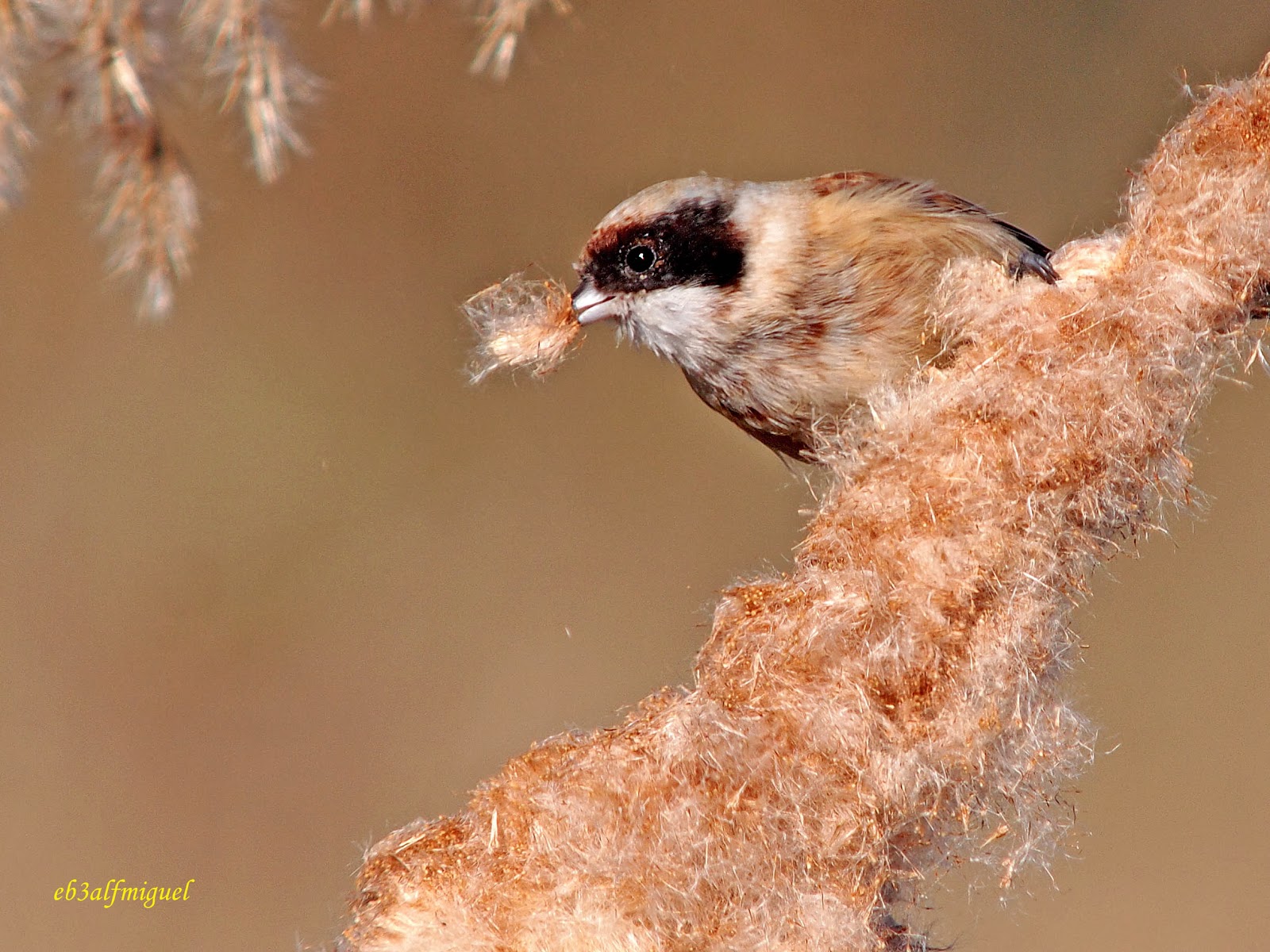 Miguel fotografia: Pájaro moscón europeo (Remiz pendulinus)