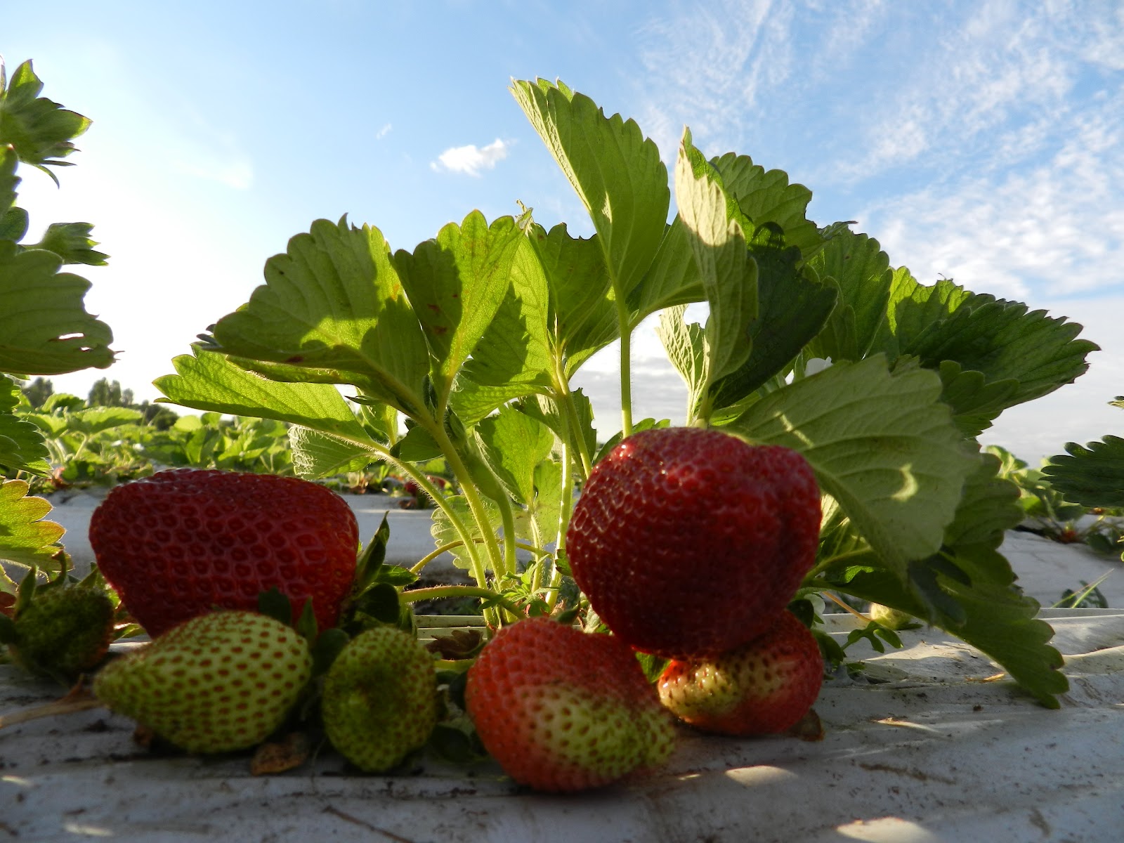 mayo 2012 ~ ACUAGRO CHEMICAL