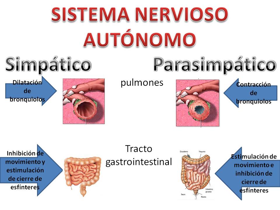 Métodos didácticos para el aprendizaje de Fisiología Humana : SNA ...