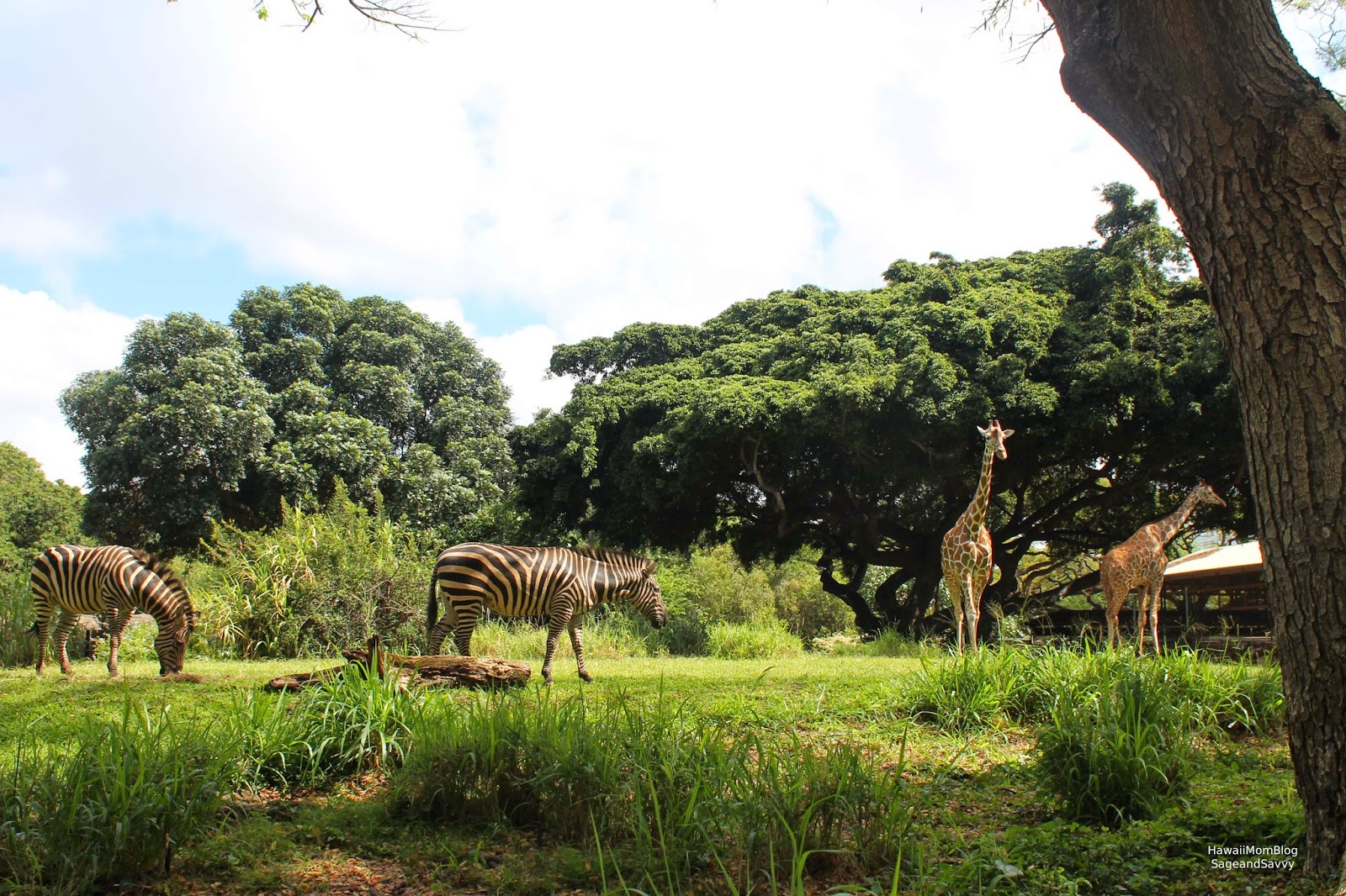 Hawaii Mom Blog: Visit Oahu: Honolulu Zoo