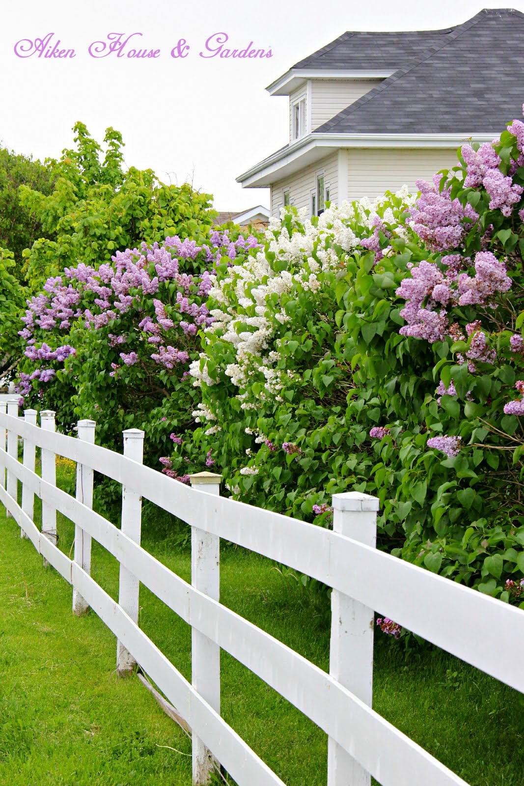 Aiken House & Gardens: Buckets of Lilacs