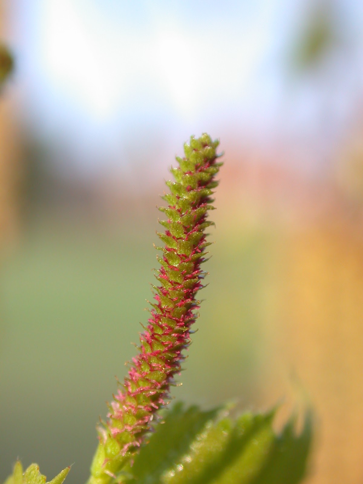 Flora of East Anglia: Catkin Time!