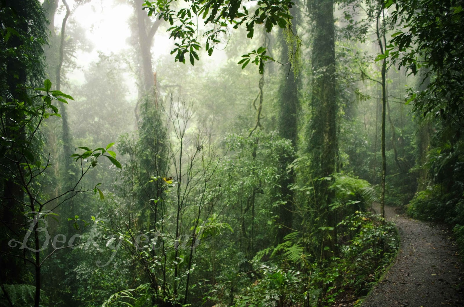 Becky et al: Dorrigo National Park