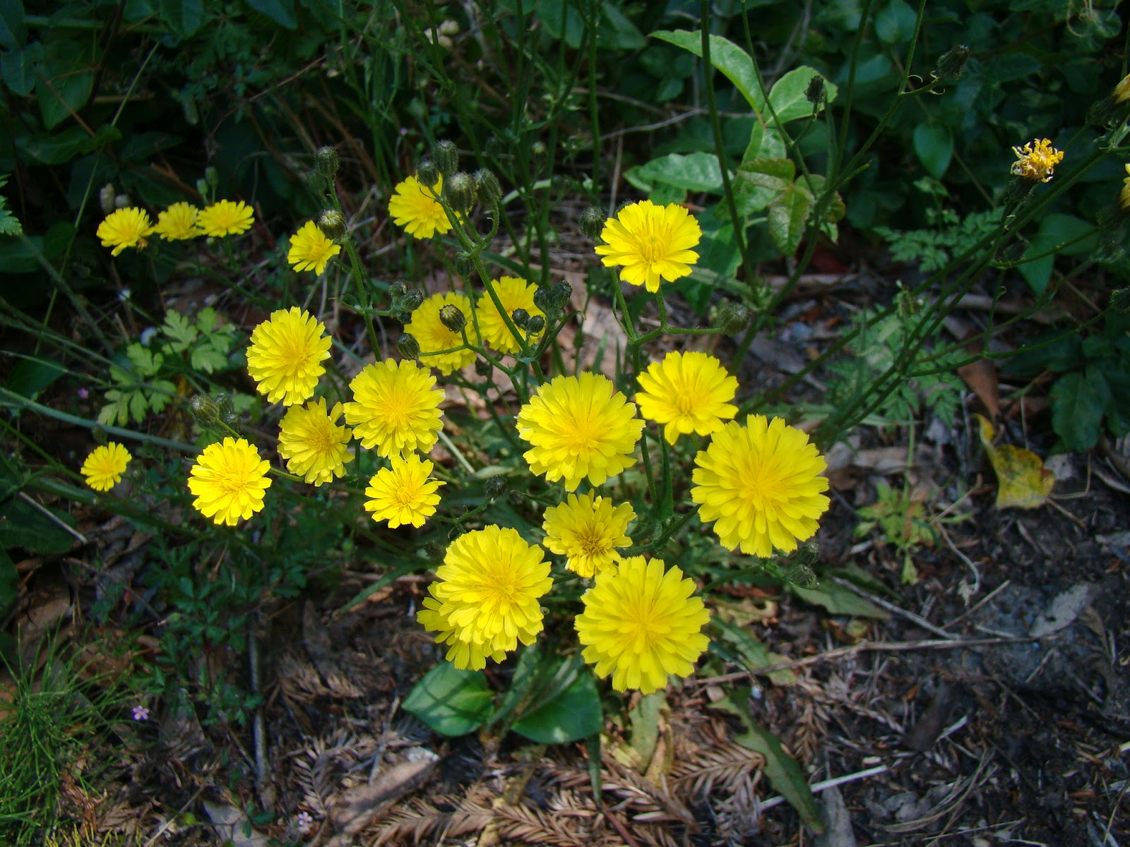 Leaves of Plants: Smooth hawksbeard