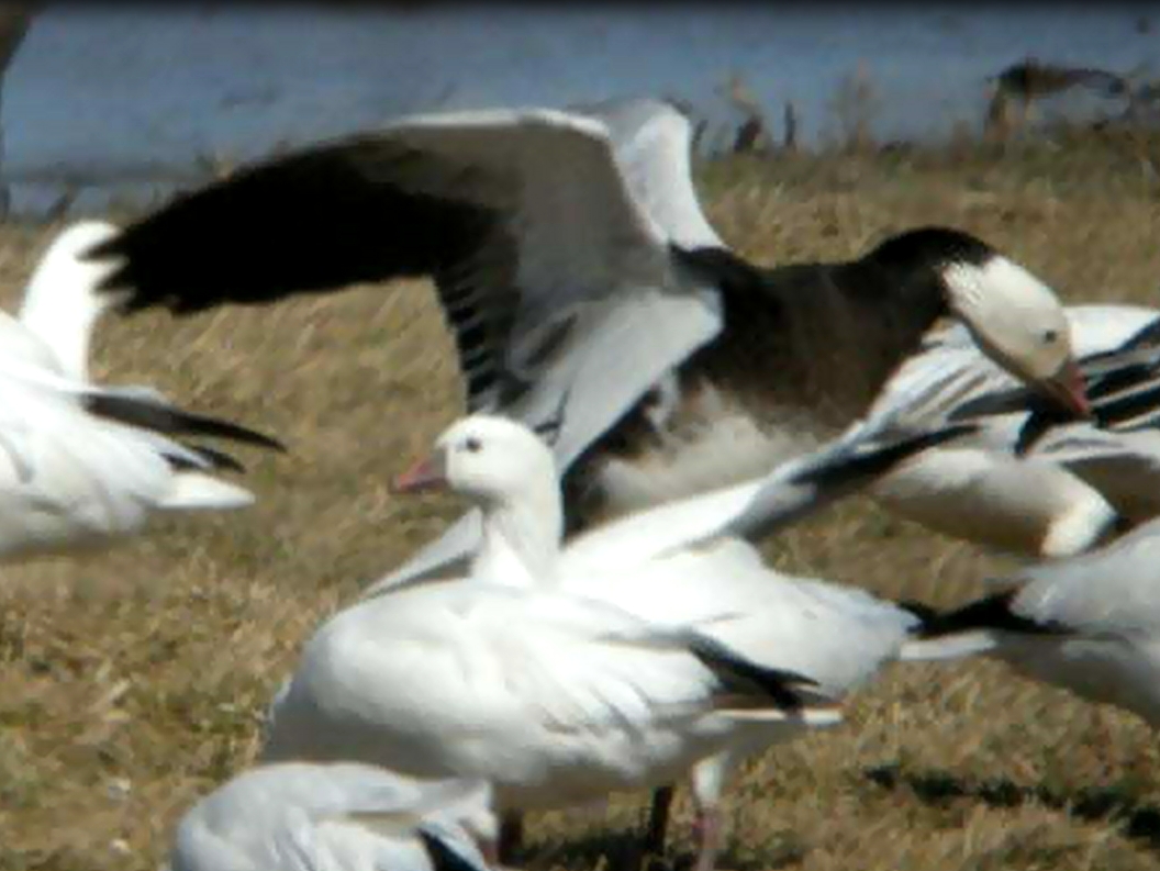 Avian Tendencies: possible dark morph Ross's Goose- an ID quandary