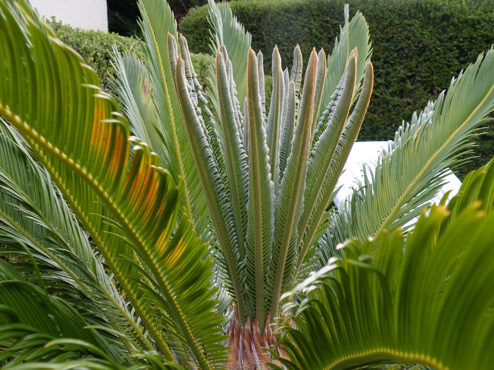 du-four-au-jardin-et-mes-dix-doigts: Cycas (3 et fin)