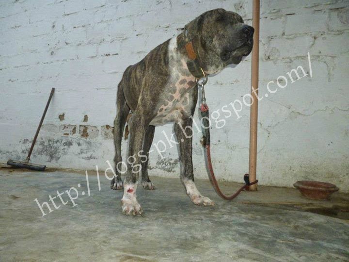 Pakistani Dog photos and Videos