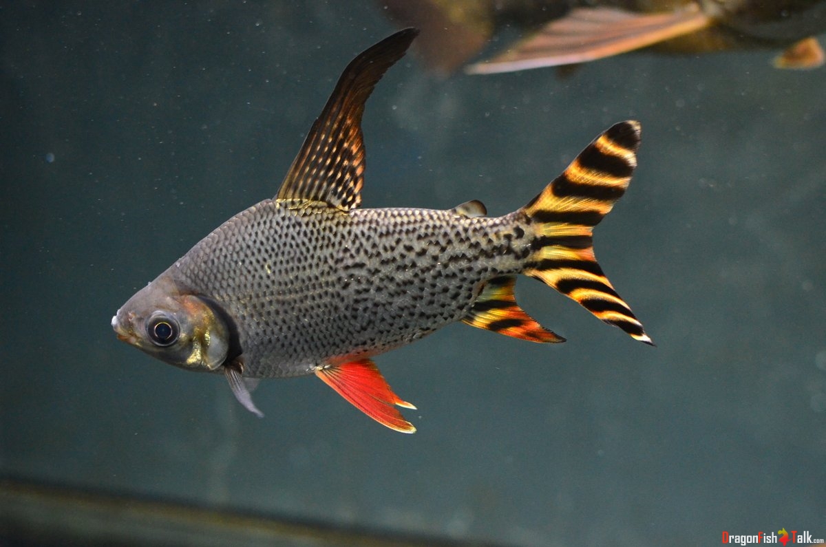 FLAGTAIL CHARACIN ~ Everything About Fish