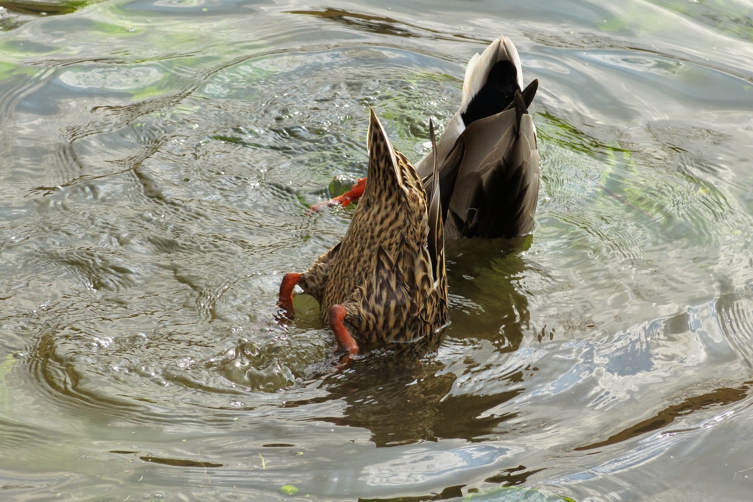 Norman & Norma - A Swan Love Story