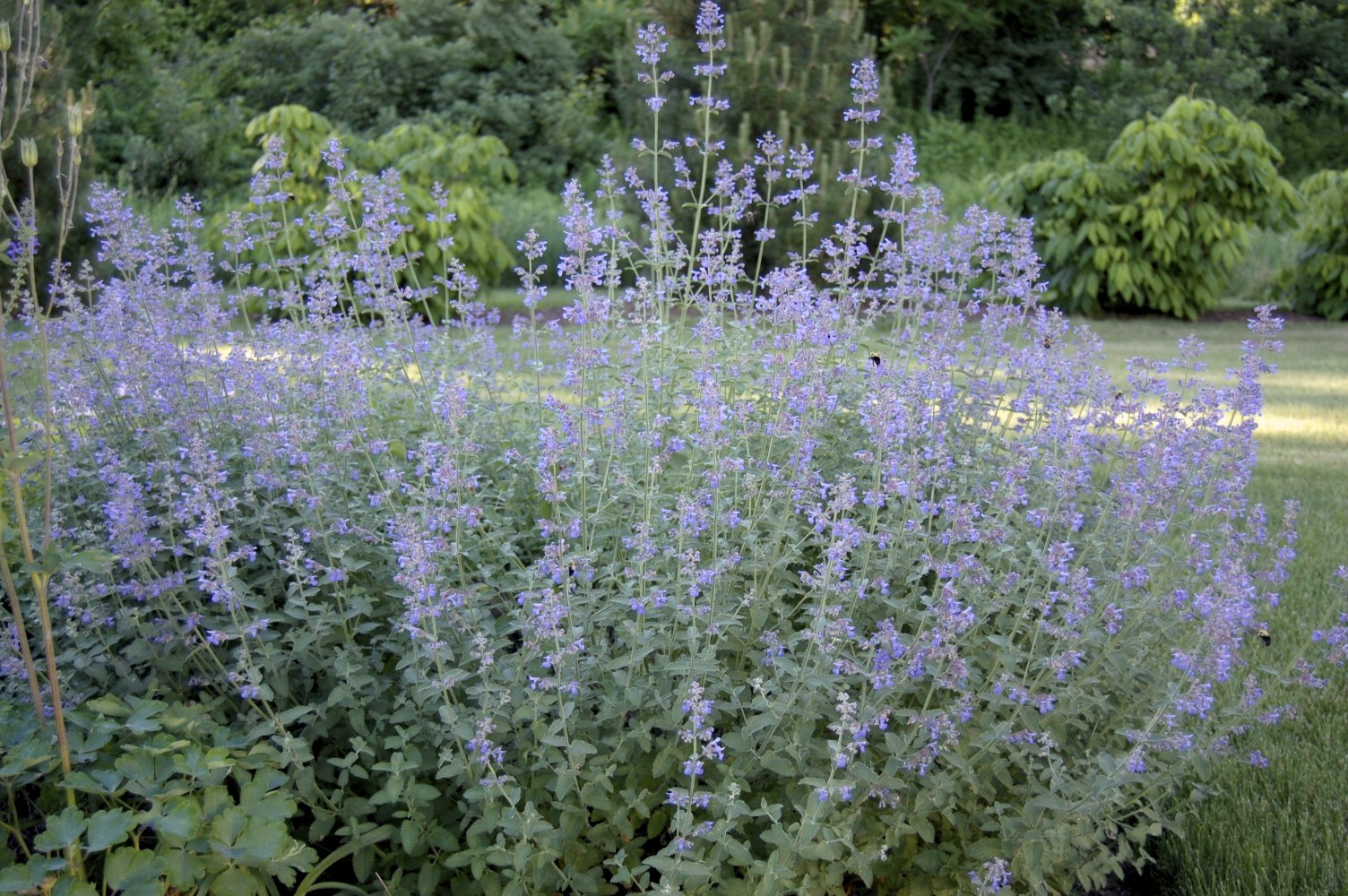 Plant Inventory at 20 Timothy : Nepeta faassenii / Catmint