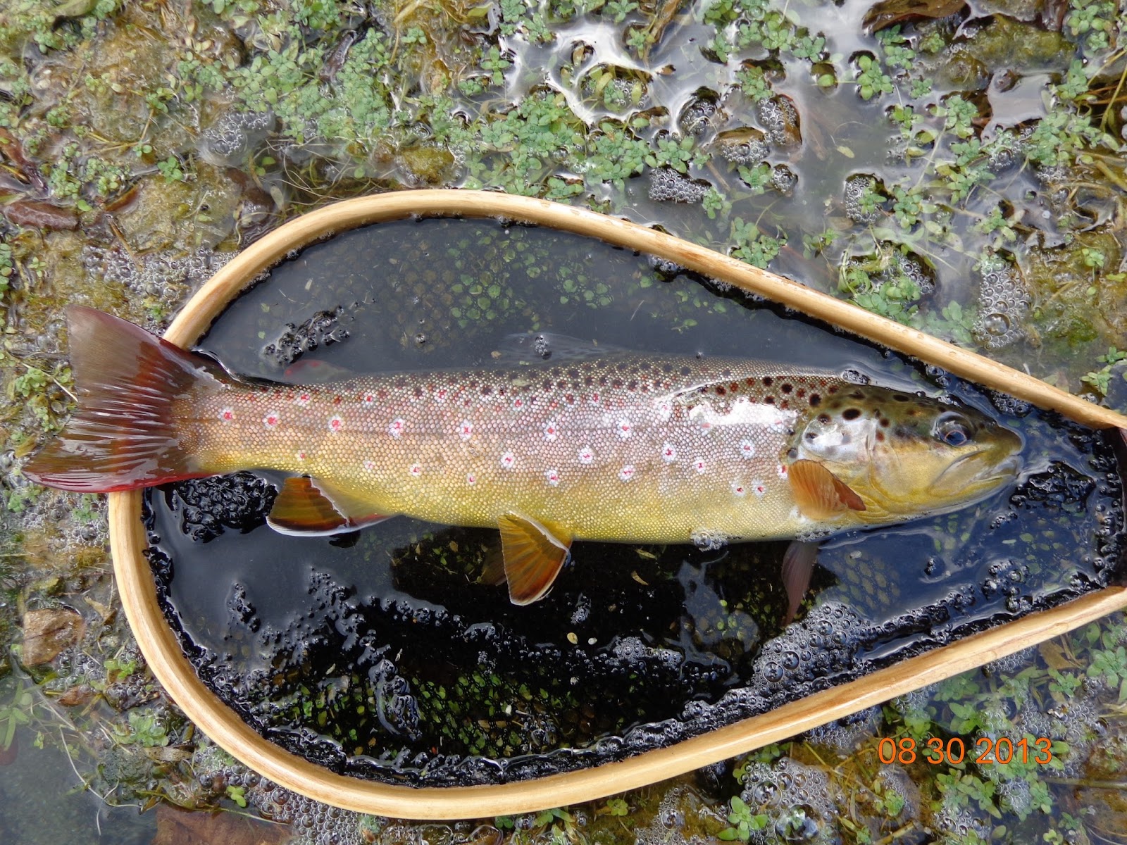 Caledonia Spring Creek