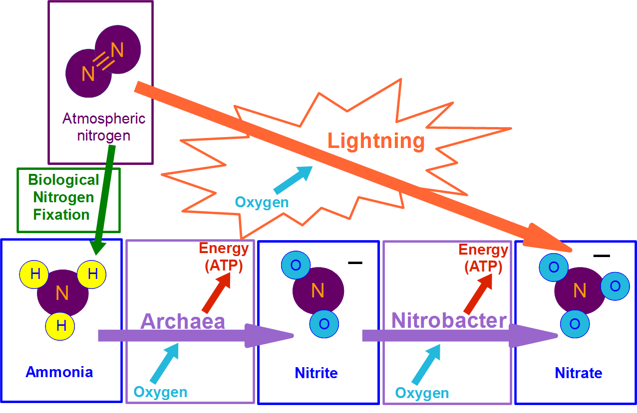 The Novice Weeder: From useful ammonia to even more useful nitrate