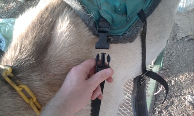 Sierra Pack Goats Blog: How to Saddle a Goat