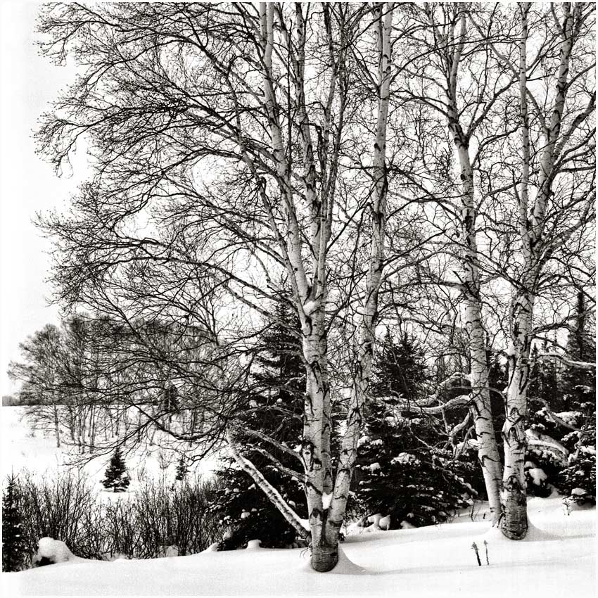 Silverpixel: WINTER LANDSCAPE WITH BIRCH TREES