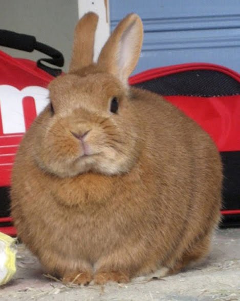 Estás castigado ~ Tengo Un Conejo