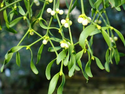 Mistletoe Tea Benefits ~ Healthy Tea 101