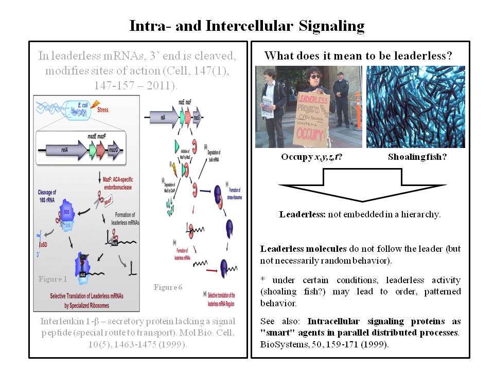 Synthetic Daisies: Scenes from a graphical, parallel biology (Presentation)