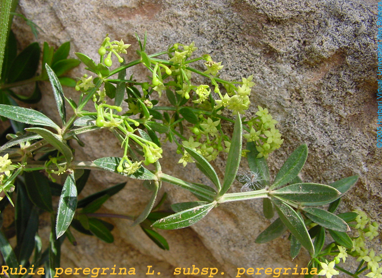 FLORS: Rogeta (Rubia peregrina)