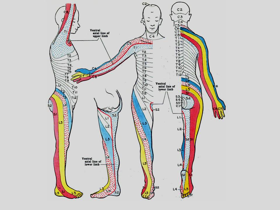 Vital Energia e Saúde: Dor irradiada e coluna vertebral