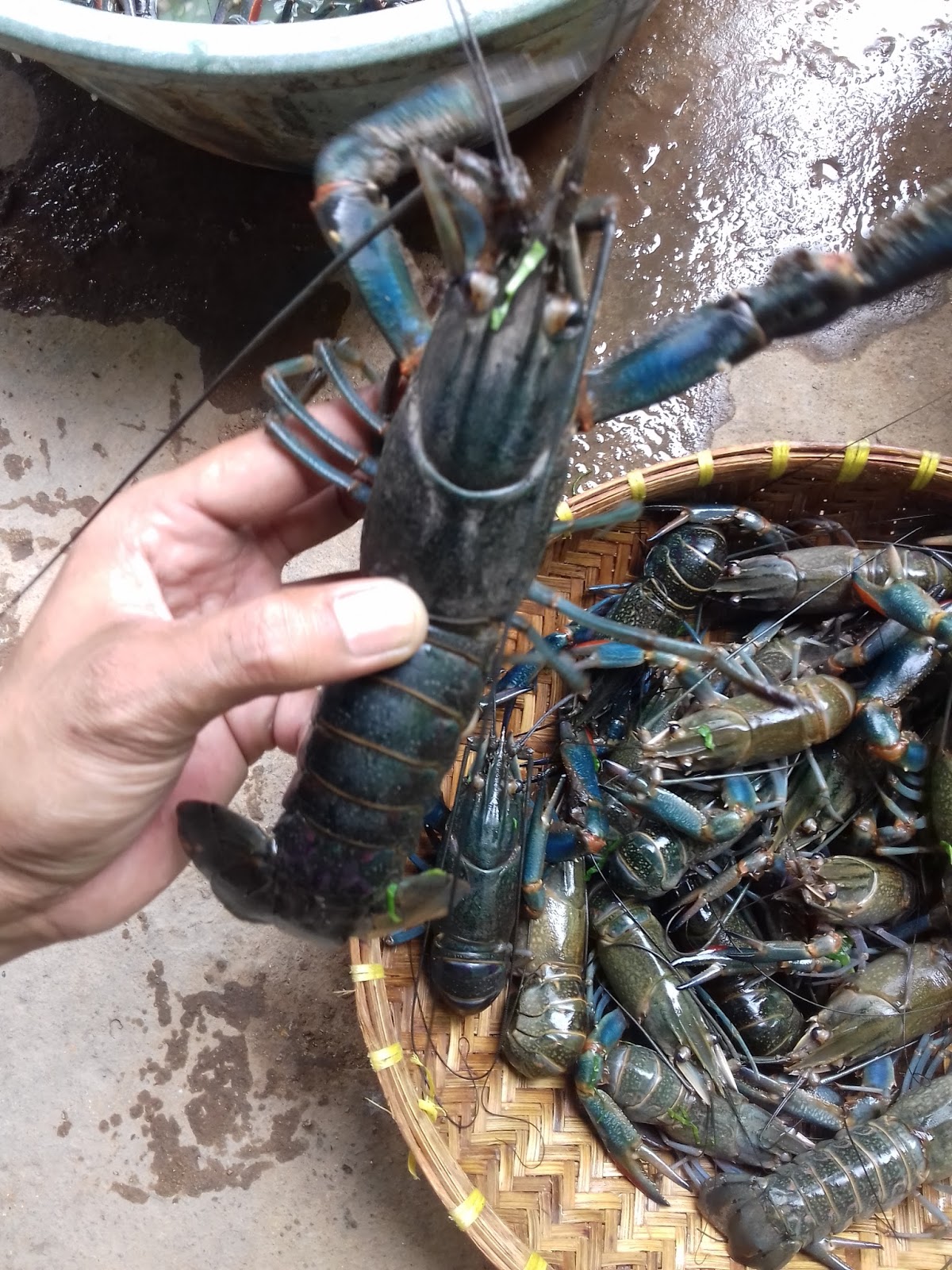 LOBSTER AIR TAWAR: Lobster Air Tawar
