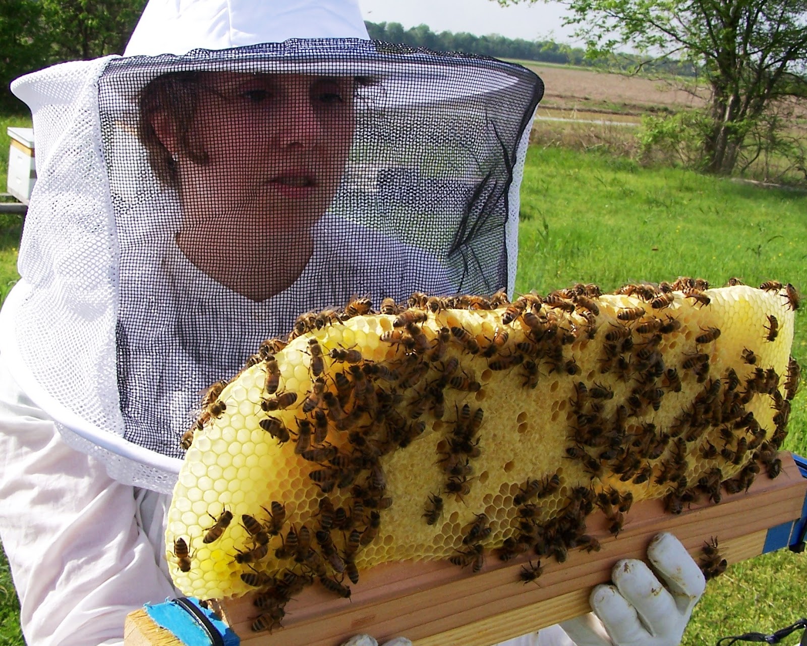 Food Forest Retreat: Free Apiculture Resource on Beehive Construction