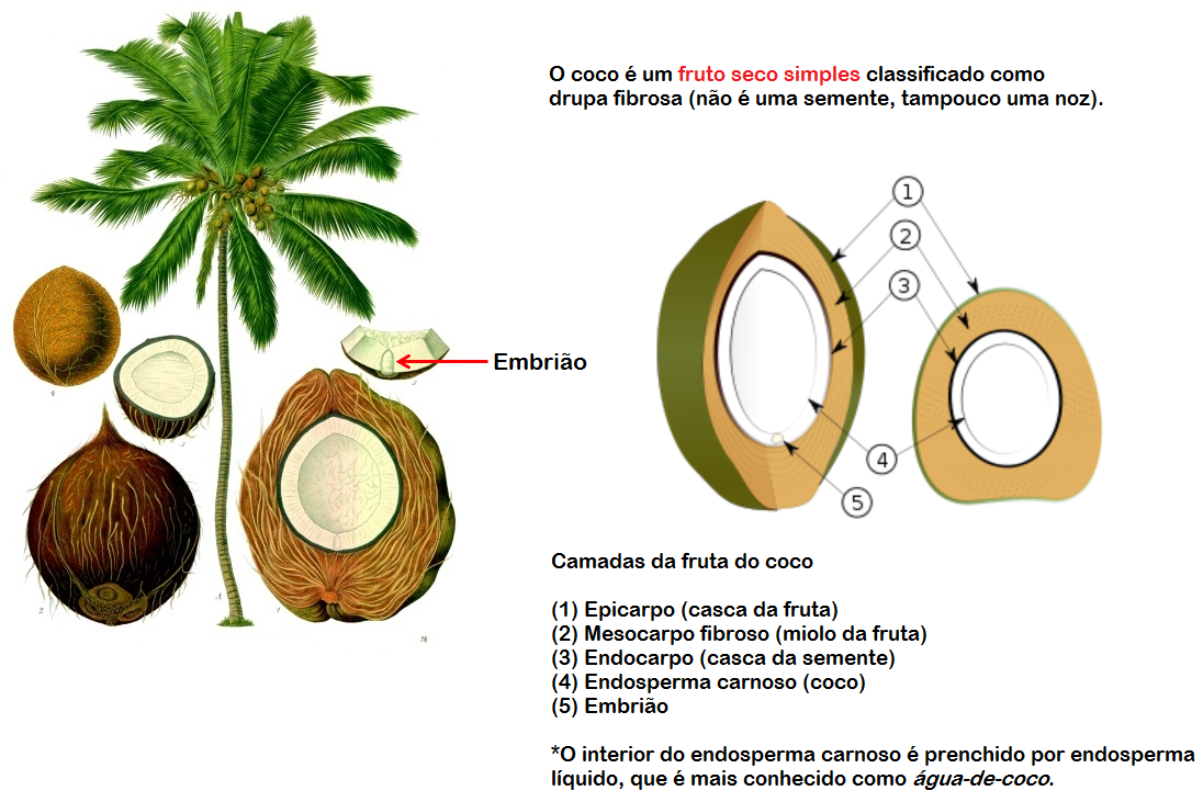 Nome Cientifico Do Coco - LIBRAIN